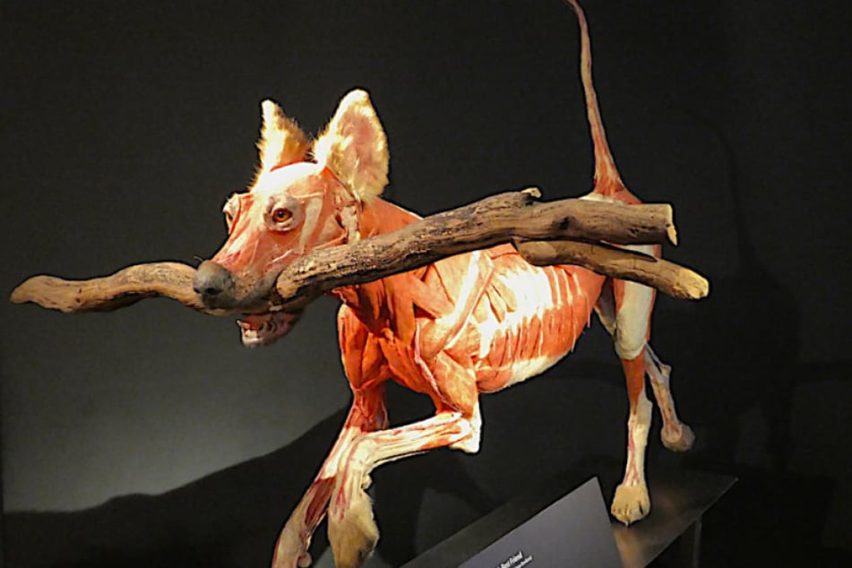 Gruselige Exponate: Dr. Tod zieht Tieren für Körperwelten das Fell ab ...