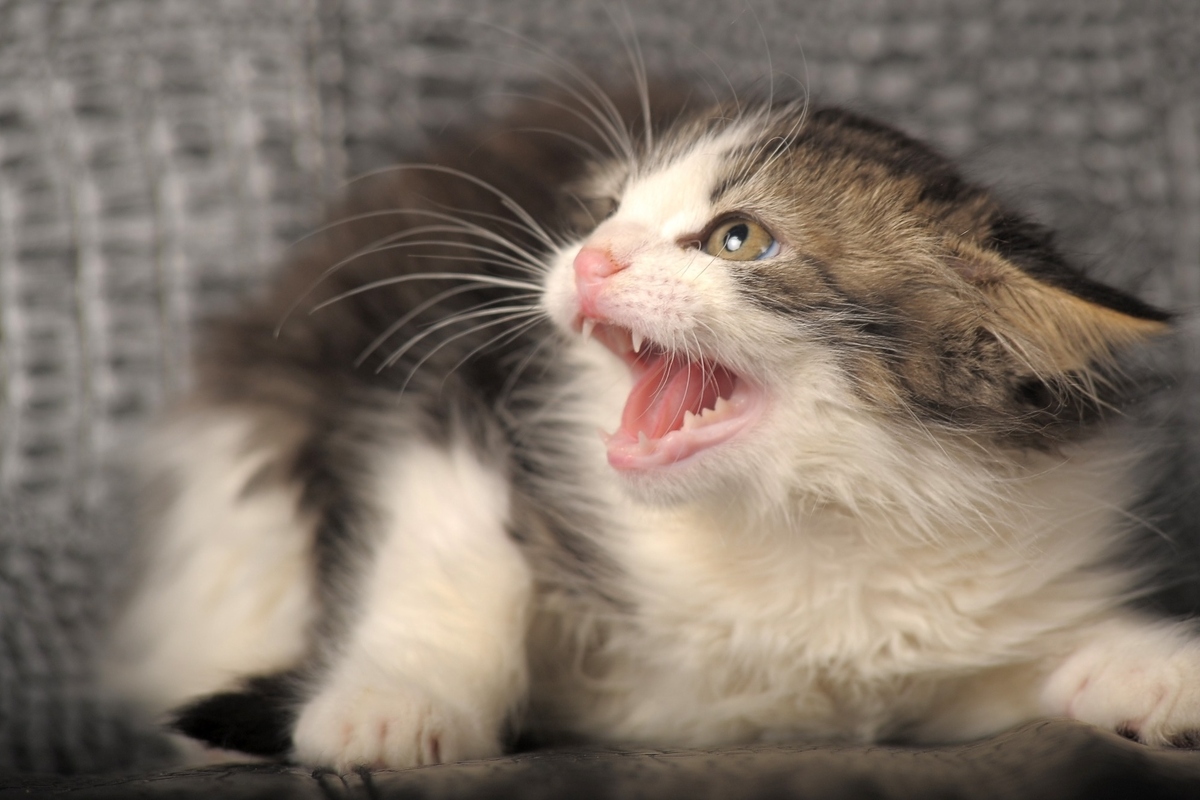 Warum fauchen Katzen? 5 mögliche Gründe