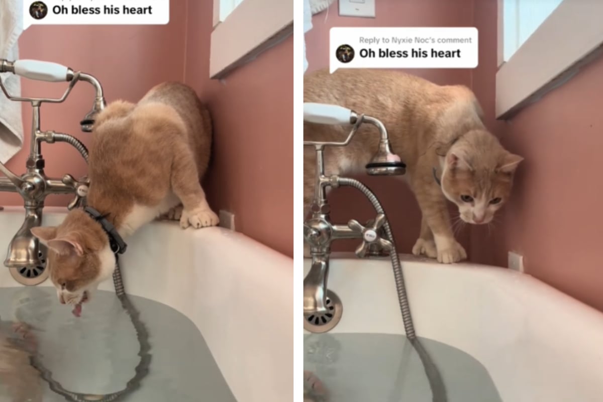 Katze unterbricht Frauchen beim Baden: Was das Tier dann macht ...