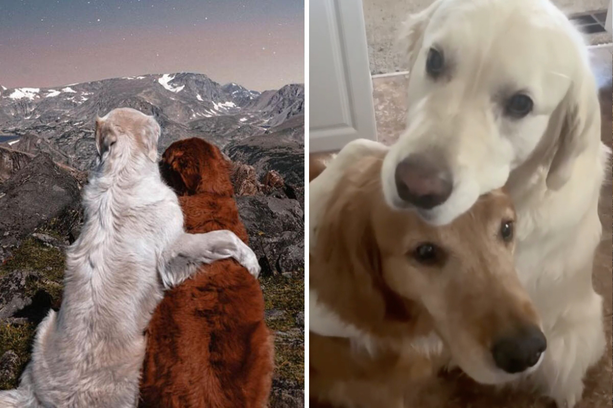 Golden retriever duo spread joy on the internet one hug at a time
