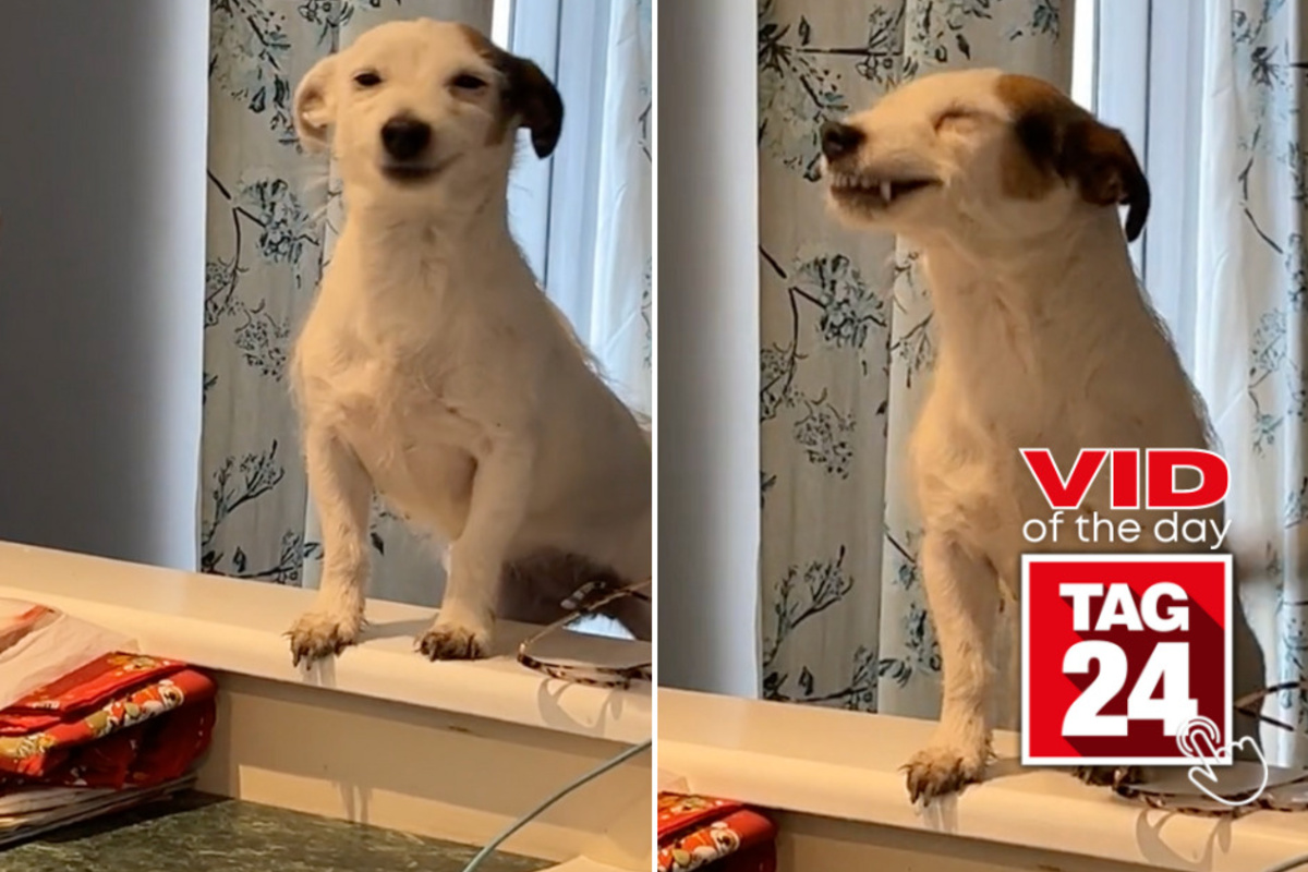 Viral Video of the Day for April 12, 2024: Jack Russell's infectious ...