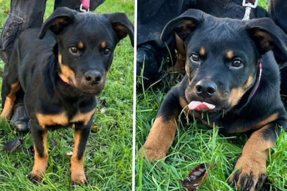 Putziger Rottweiler-Mix allein gelassen: Wer rettet diesen kleinen ...