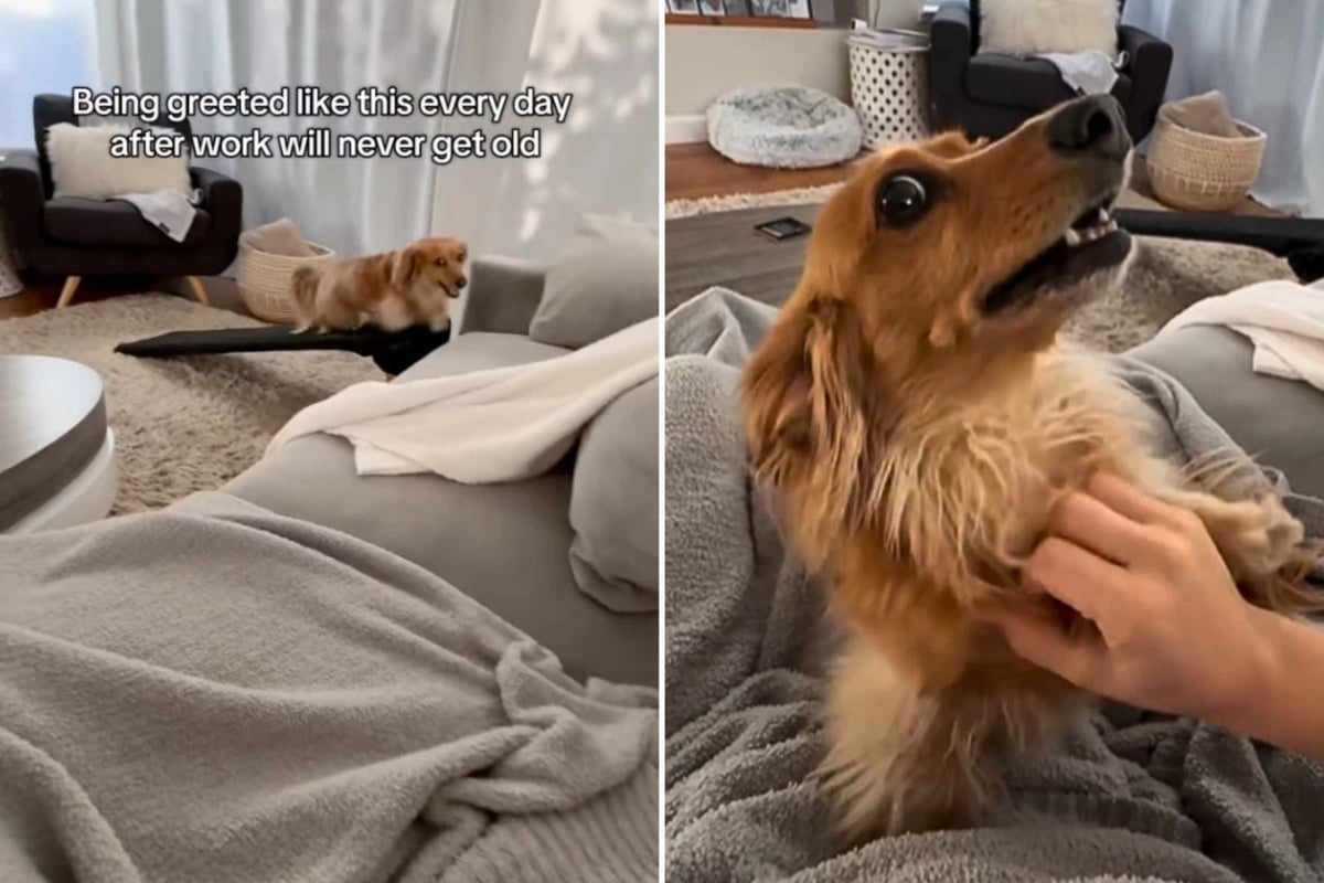 Tiny dog's way of greeting owner after long day apart is melting ...