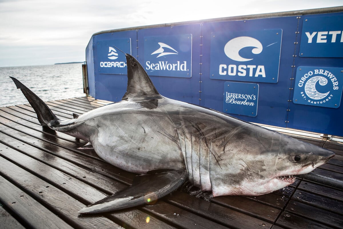 Researchers find giant great white shark that weighs almost two tons