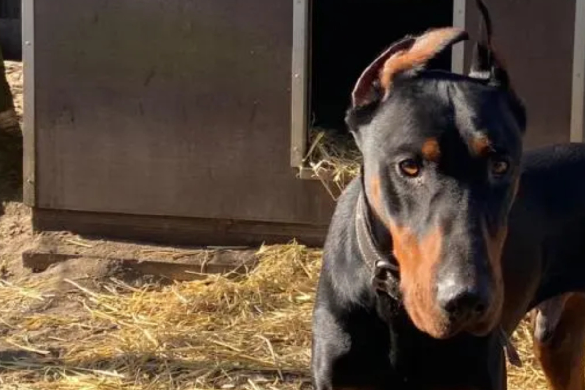 Er hat schon viel durchgemacht: Wer schenkt Hund Xavier ein Zuhause?
