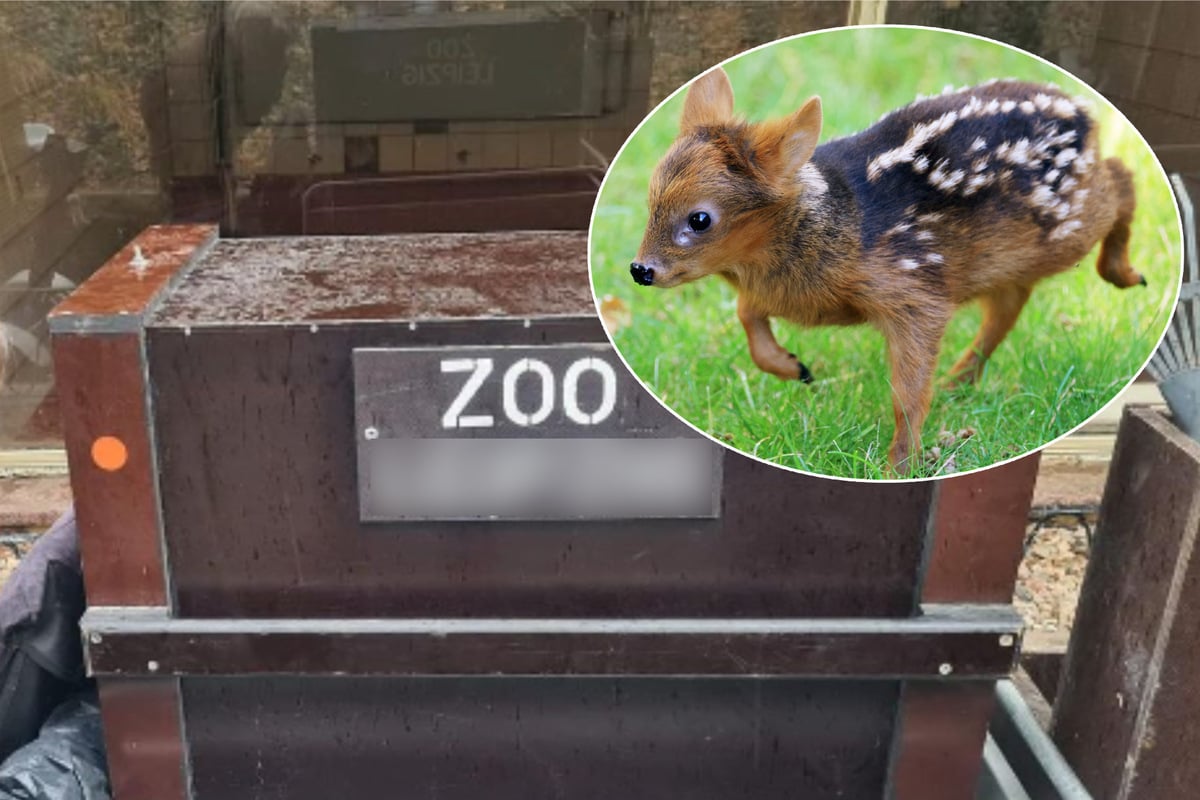 Bergzoo Halle verabschiedet Mini-Hirsche: Das wird ihr neues Zuhause