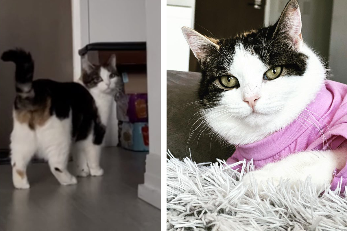 When cat owner sees what her pet does after she disappears, she has to cry