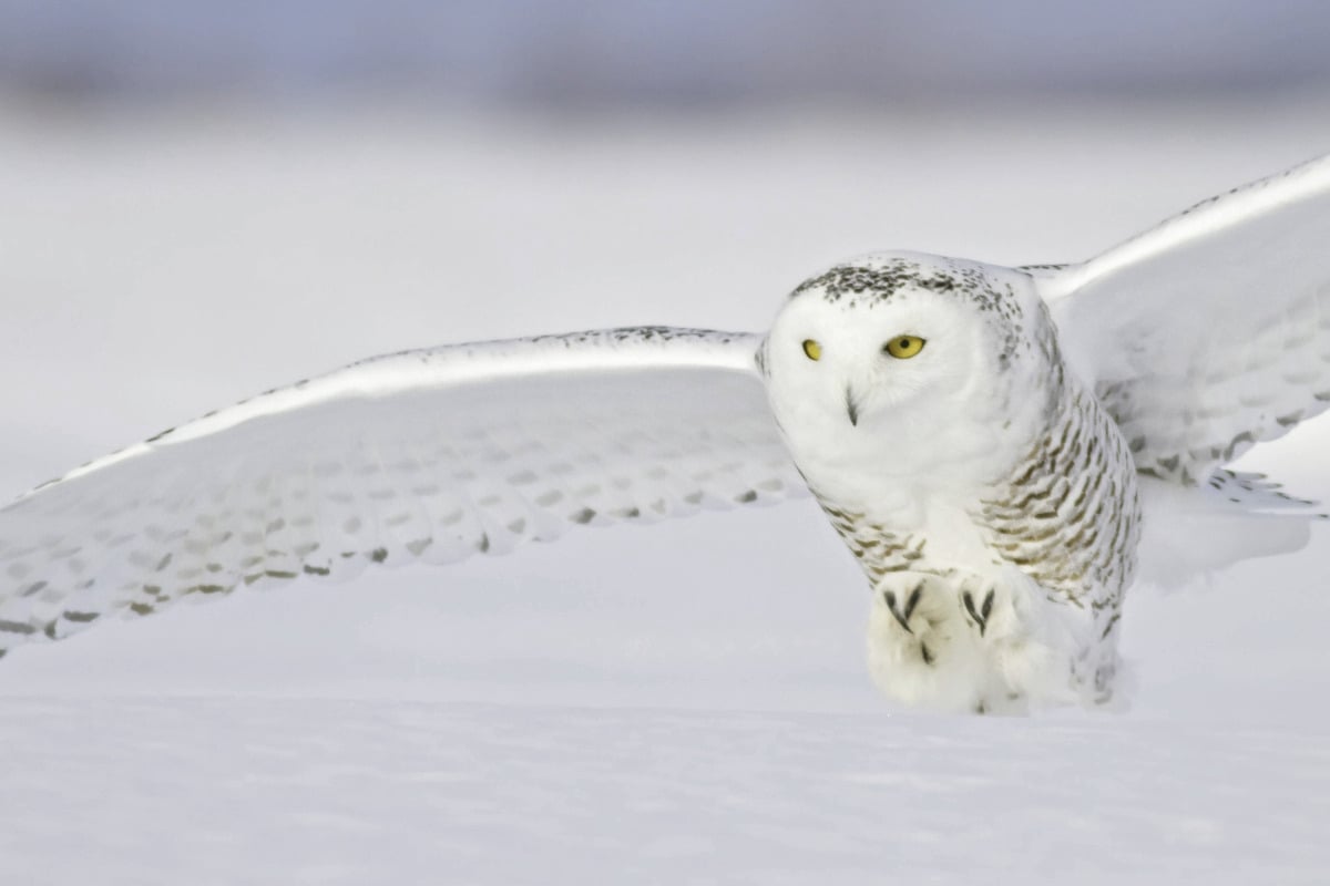 Canada's wildlife decline is "most severe" in decades as hundreds of ...