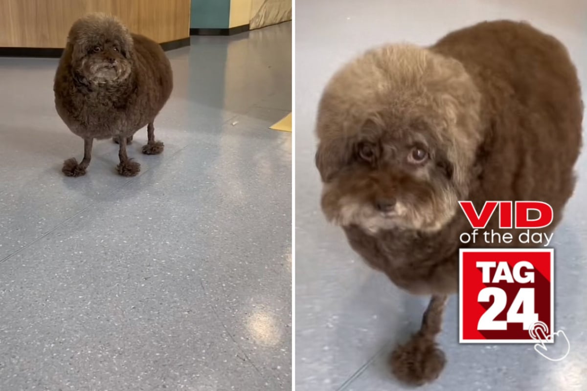 Viral Video of the Day for May 17, 2023: "Baked bean dog" takes TikTok ...