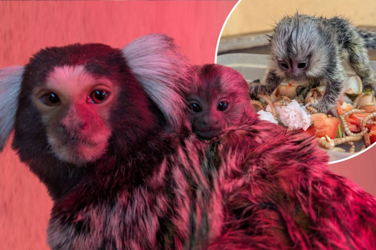 Selten, aber auch schwierig: Drillingsnachwuchs im Auer Zoo der Minis