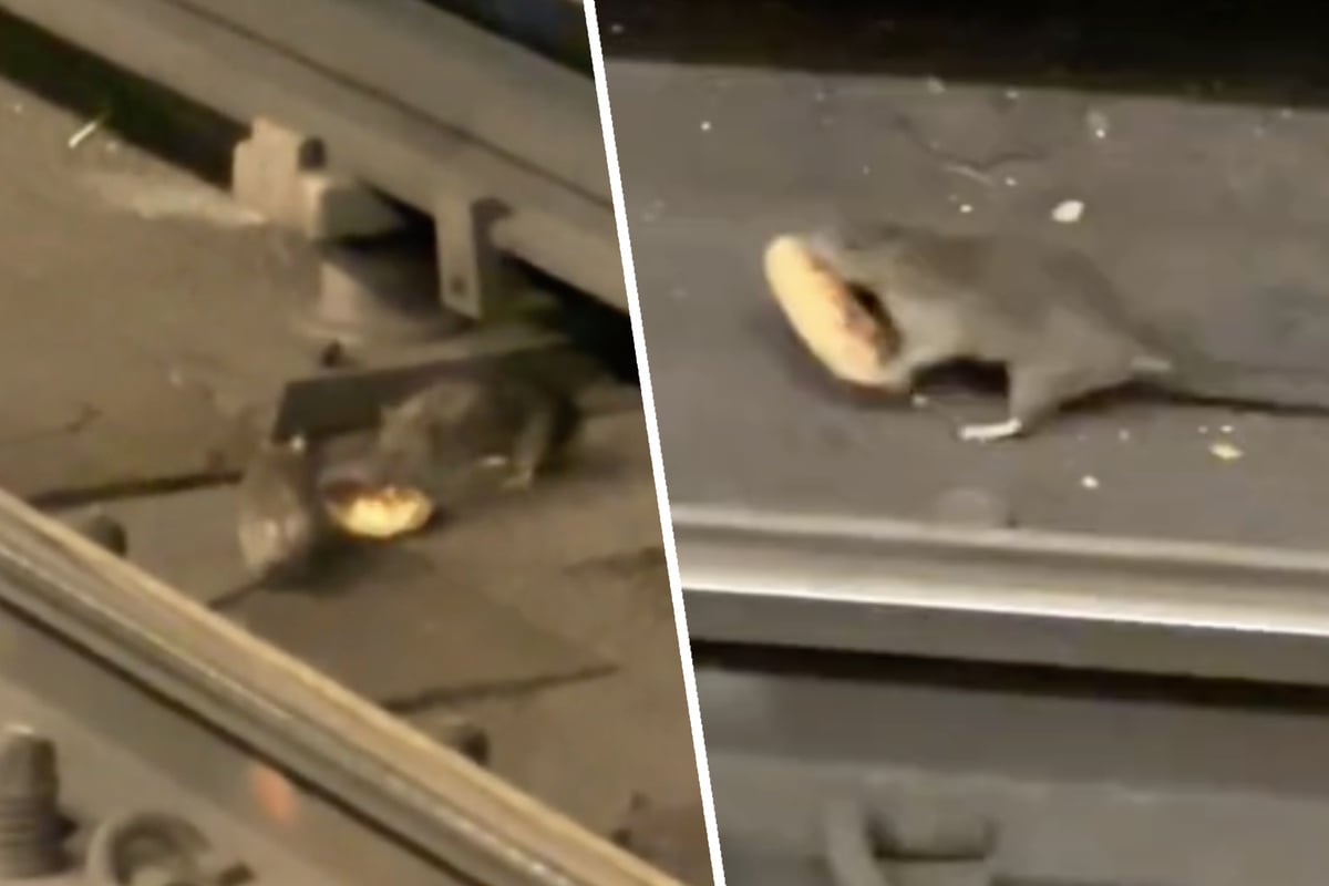 Little rat, big love: New York "donut rat" shows chivalry isn't dead
