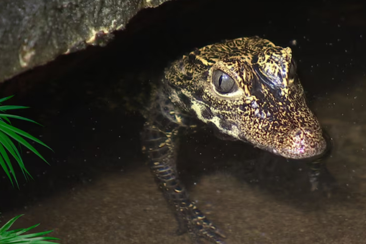 Elefant, Tiger & Co.: Dieses kamerascheue Mini-Krokodil sorgt für ...