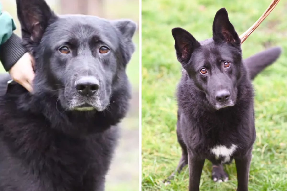 Schäferhund-Mischling hat nur einen Wunsch: Ob Bully sein Wunder erlebt?