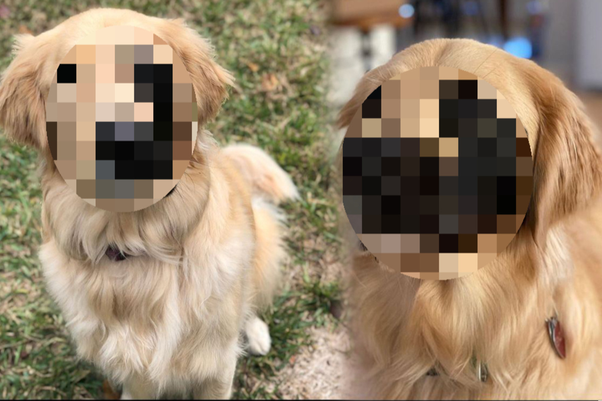 Spot the difference: this golden retriever is an Instagram star thanks ...