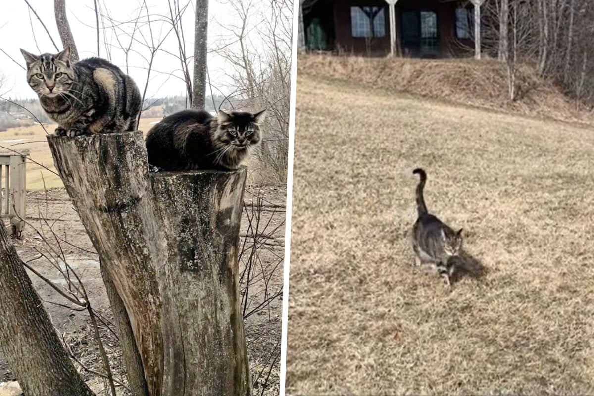 Cat searches for late sister before owner shows him heartbreaking sight