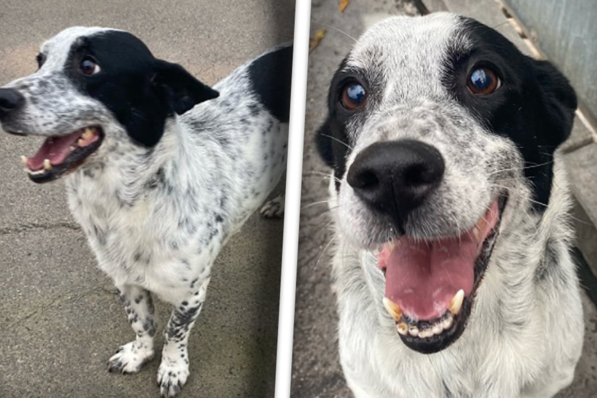 Jockel ist ein echtes Unikat, doch niemand vermisste ihn: Ändert sich ...