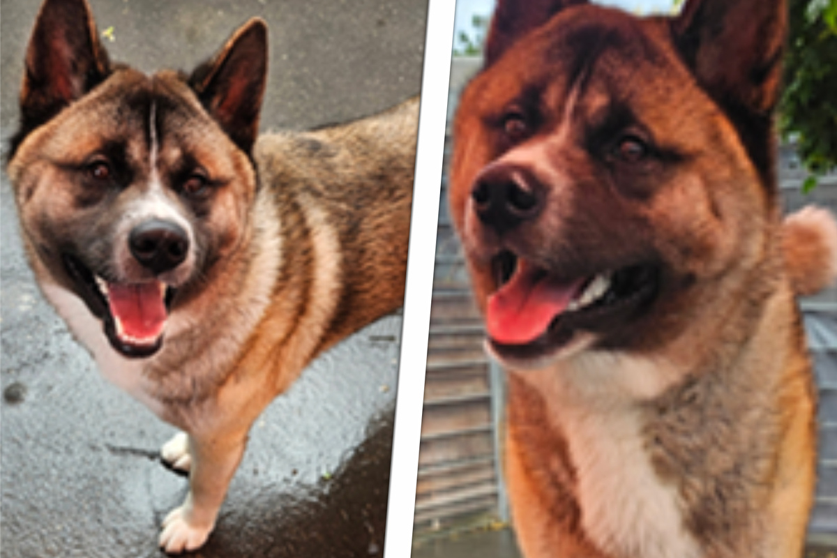 Hunde-Riese ist ein Mysterium auf vier Pfoten: Hinter Bobby steckt eine ...