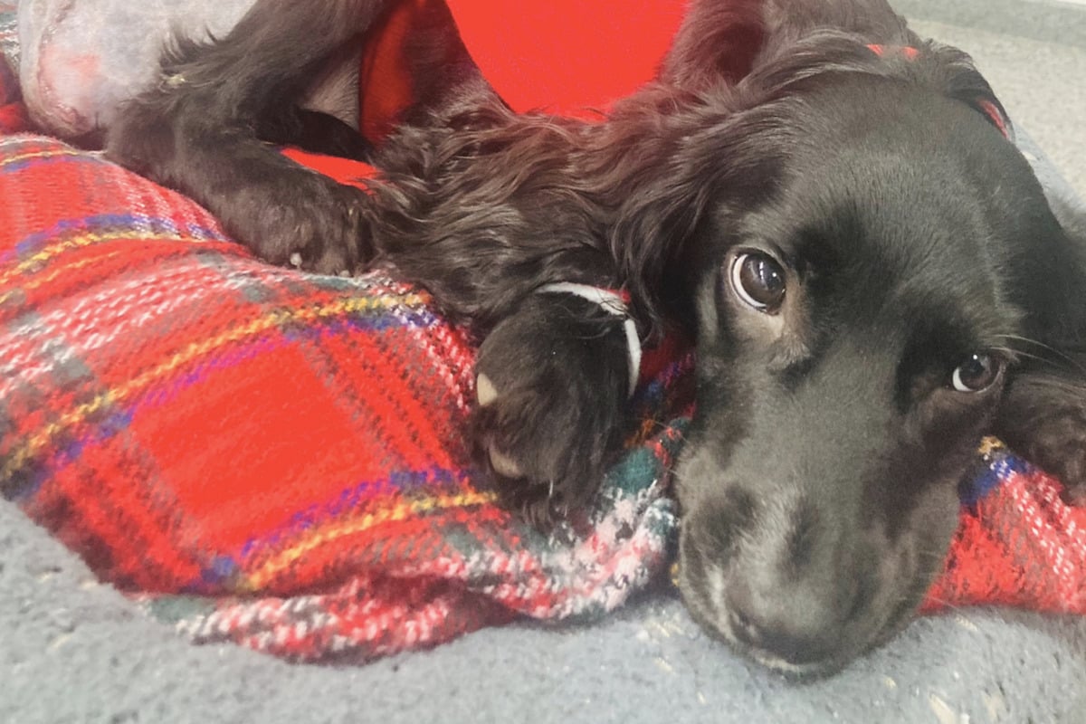 Dog with six legs left abandoned before heroes help turn her life around!