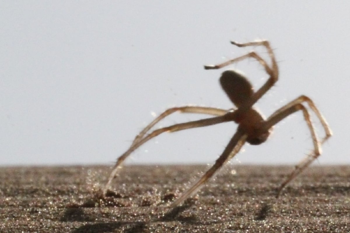 Schnellste Spinne Der Welt