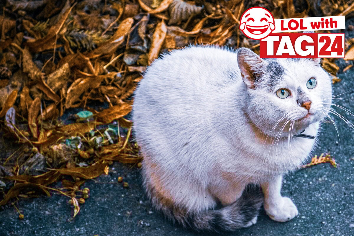 Joke of the Day for June 1, 2024: Get your funny on for Caturday