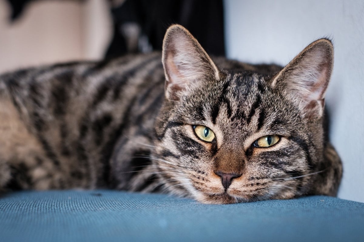 Tigerkatzen: 8 Fakten zu getigerten Katzen