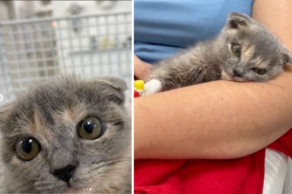 Lebenszeichen von Fräulein Firlefanz: Katze beißt sich nach riskanter ...