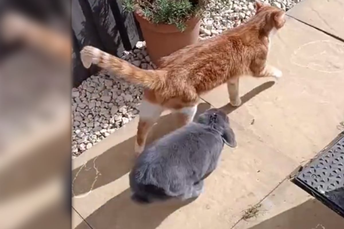 Hitching a ride: Funny video shows what happens when a cat meets a ...
