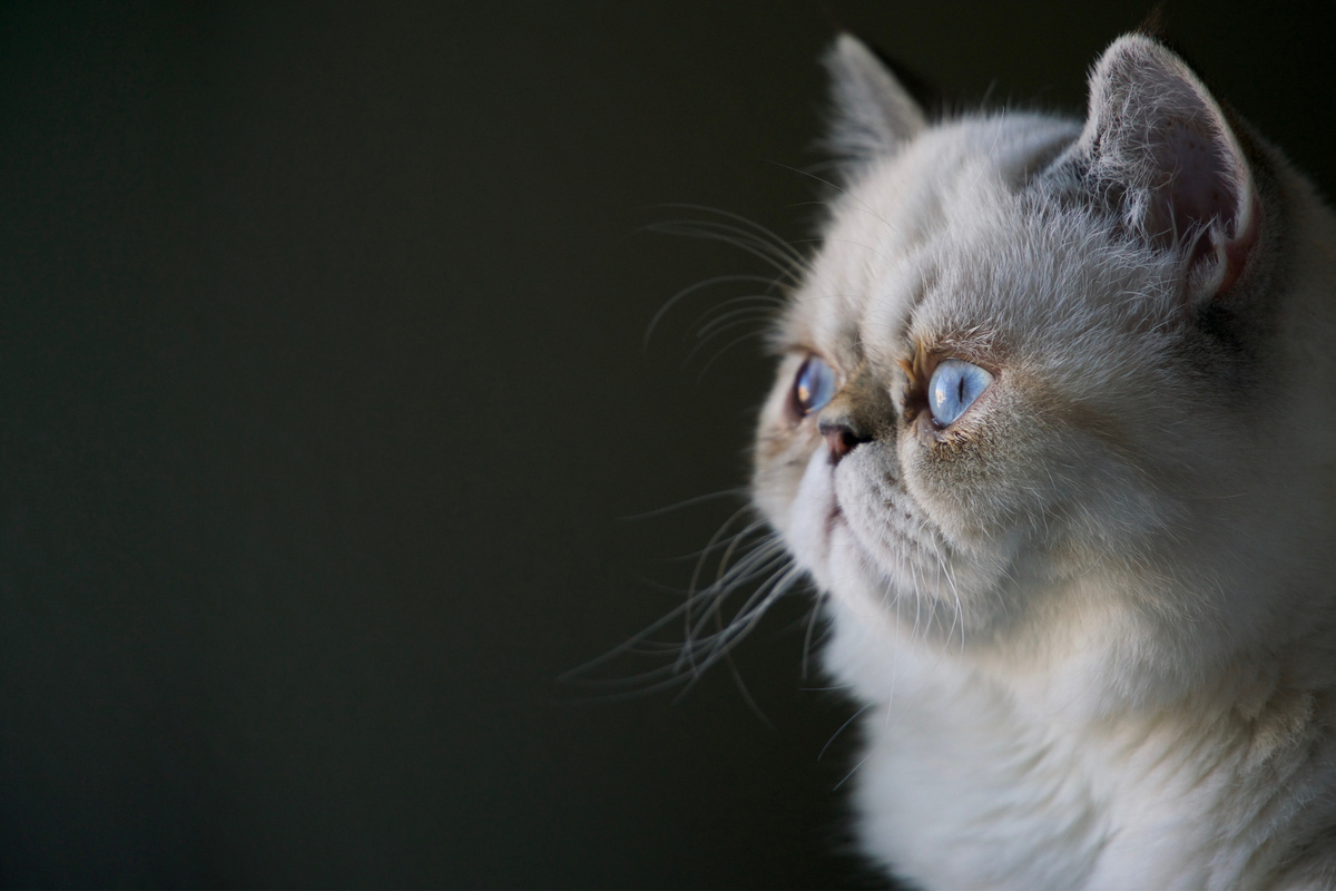 Cat clicker training: What is it and how to clicker-train a cat