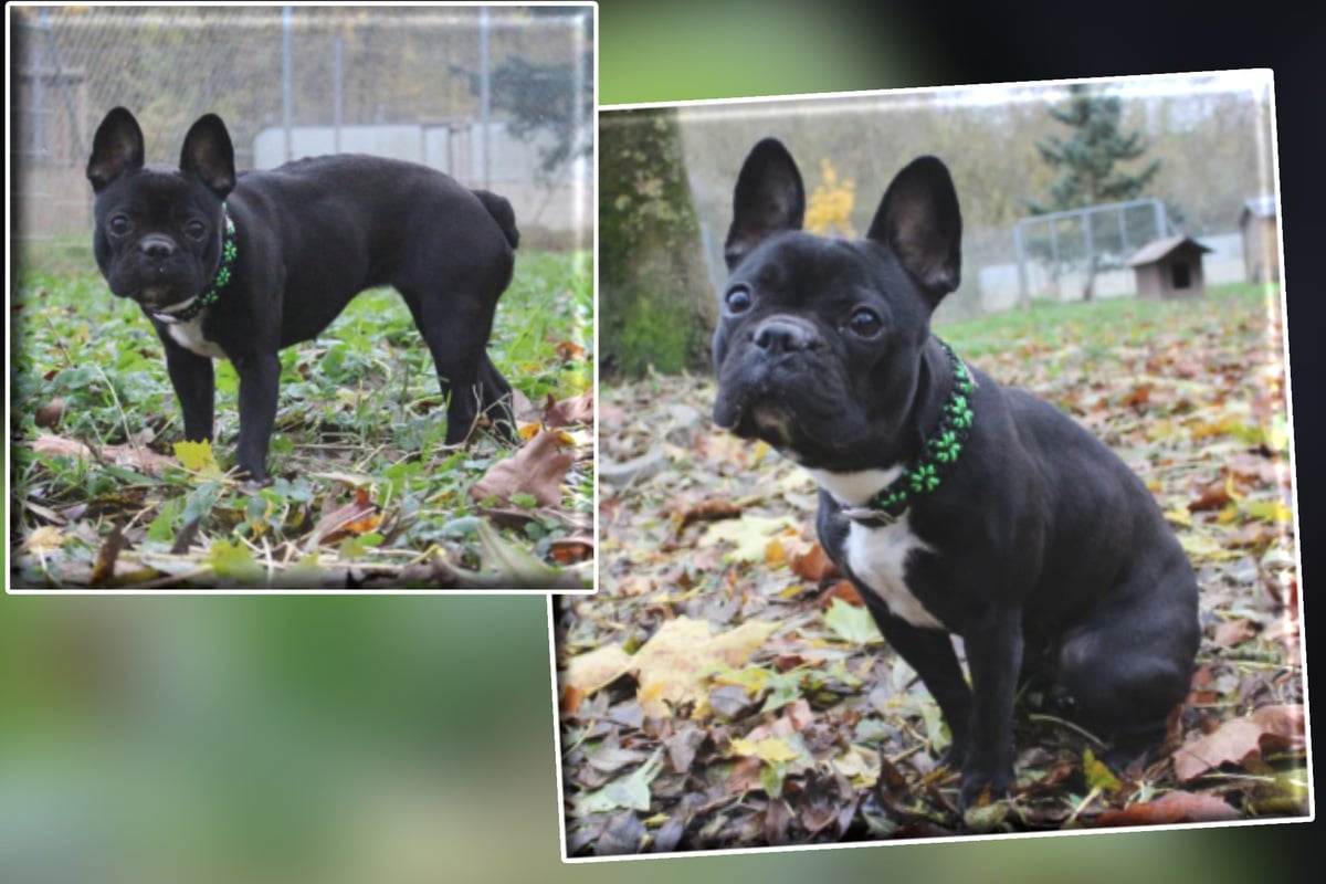 Süßer Frenchie wirkt wie Unschuld auf vier Pfoten, doch bei Hund Sunny ...