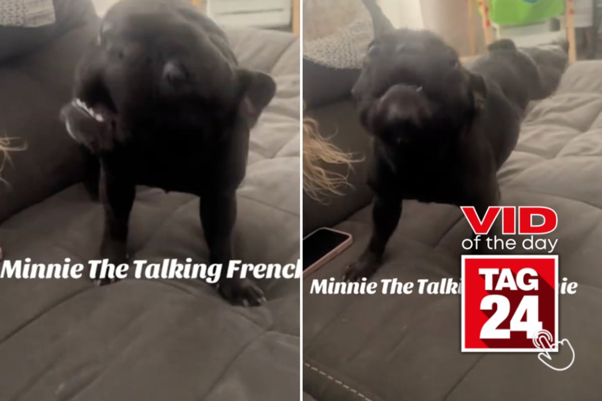 Viral Video of the Day for December 5, 2024: French Bulldog takes ...