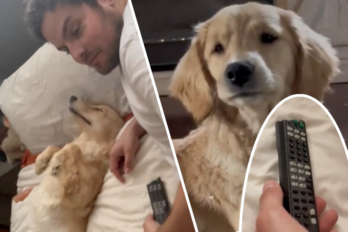 Golden retriever puppy ploy has TikTok in stitches