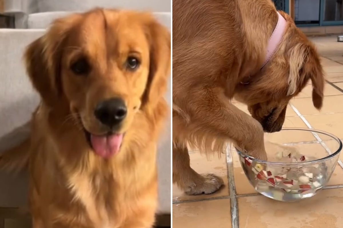 Dog's hilarious method of "bobbing" for apples has TikTokers rolling ...
