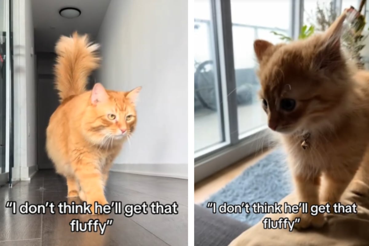 Kitten's fluffy transformation leaves TikTokers in awe