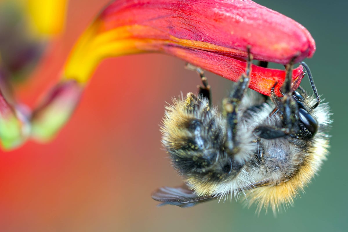 Scientists discover new "lucifer" bee with some sinister features