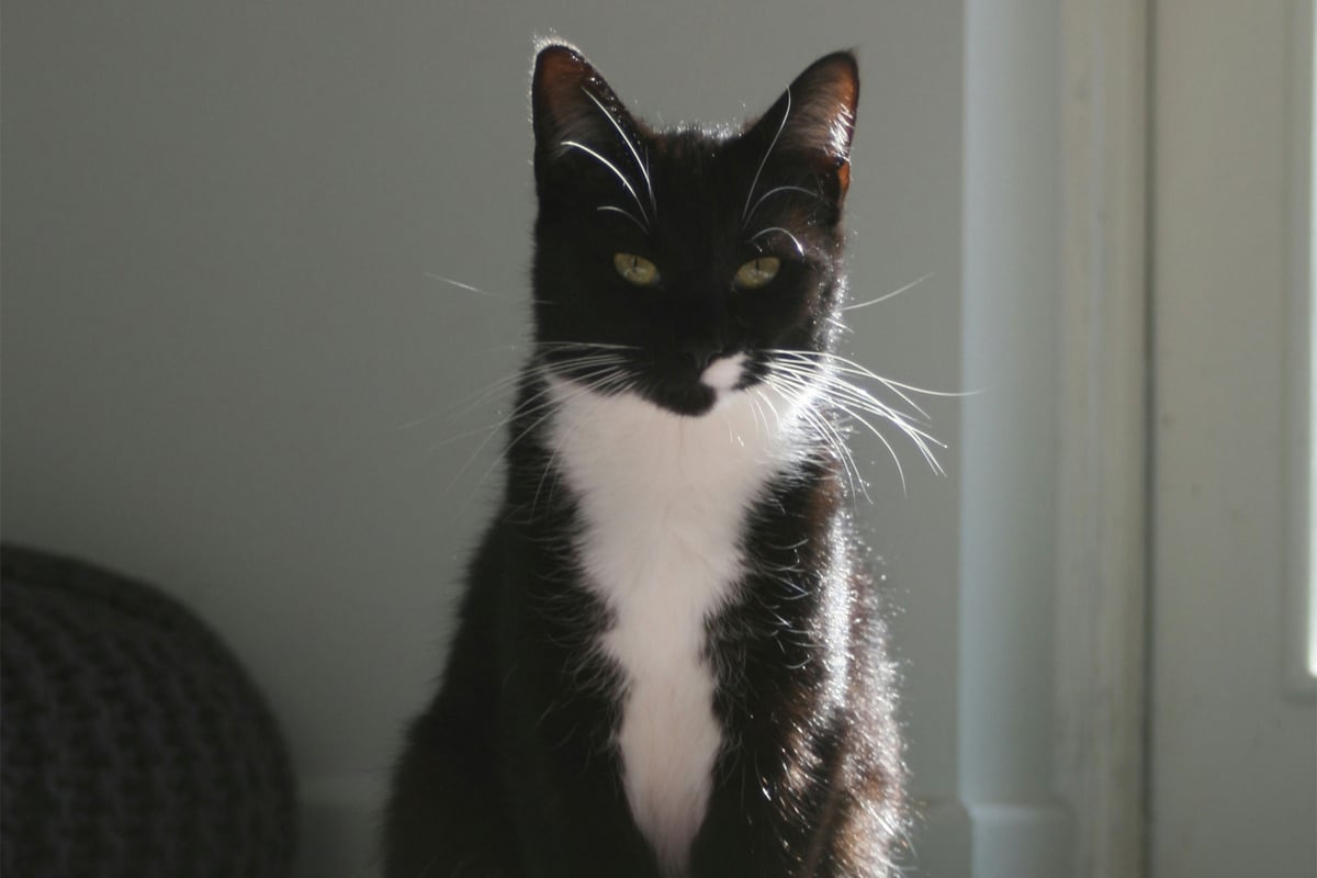 Cutest tuxedo cat breeds: Top 10