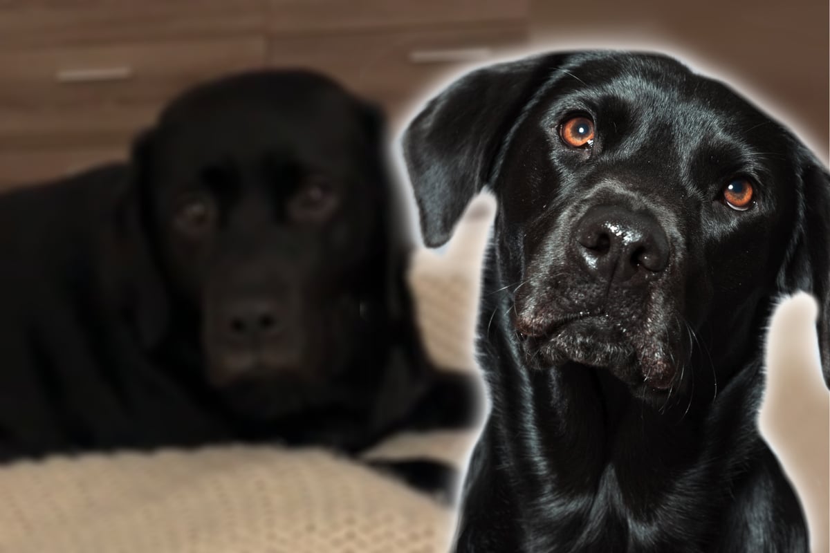 Woman tries to cuddle, but what her Labrador does is a real slap in the ...