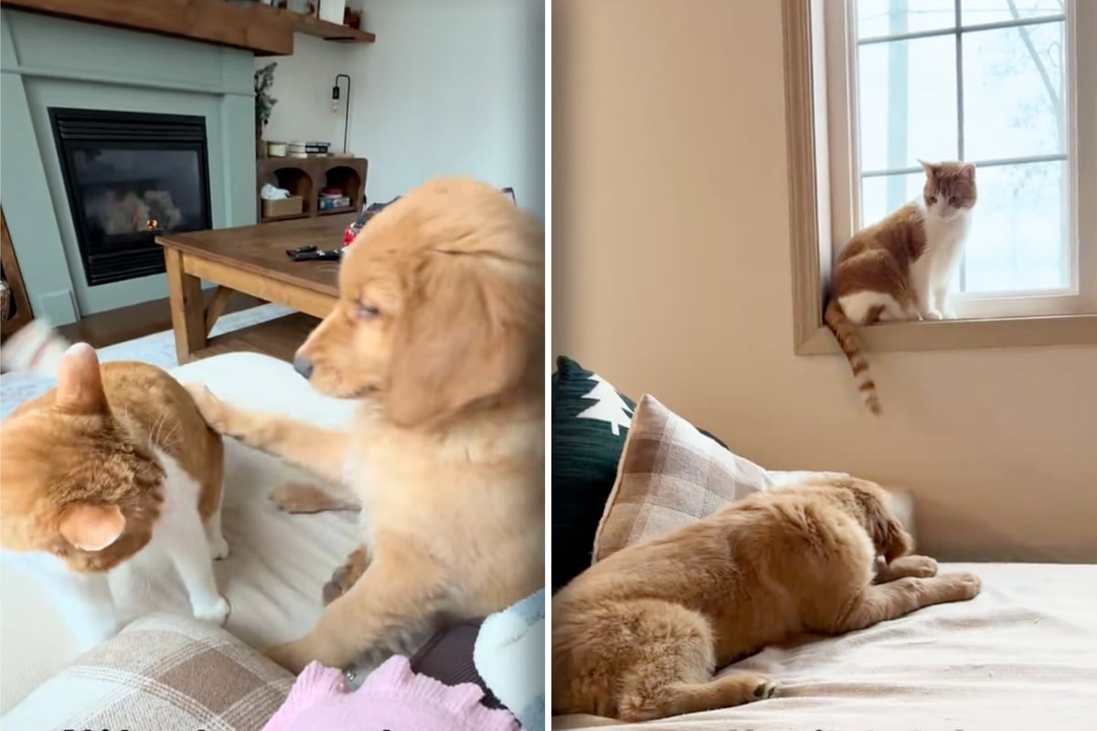 Grumpy cat bitterly "feuds" with Golden Retriever puppy – but the dog ...