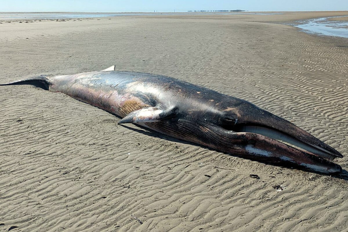 Erneut toter Wal auf Sandbank an der Nordsee angespült