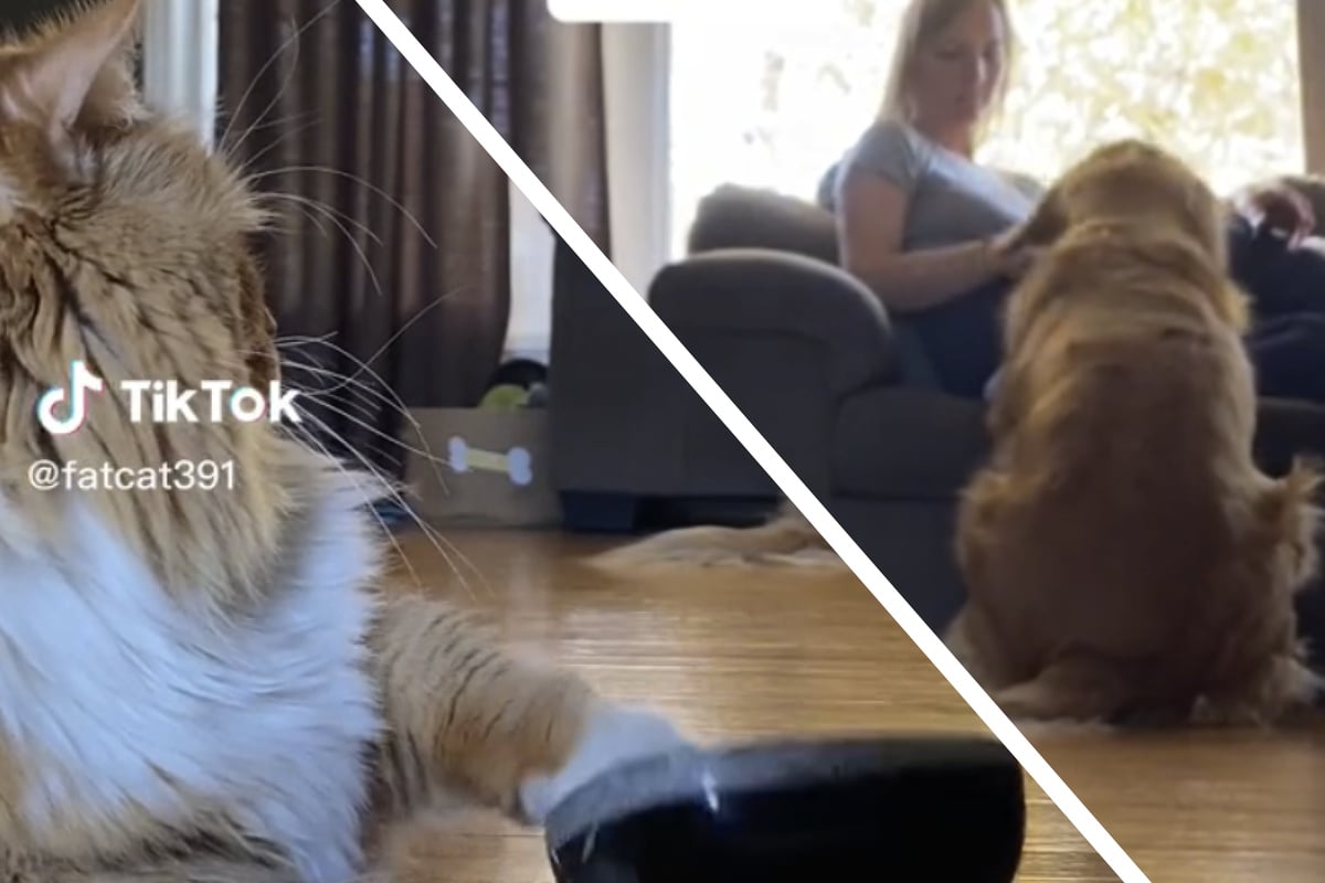 Grumpy cat lights up Tiktok with jealous reaction to her dog rival