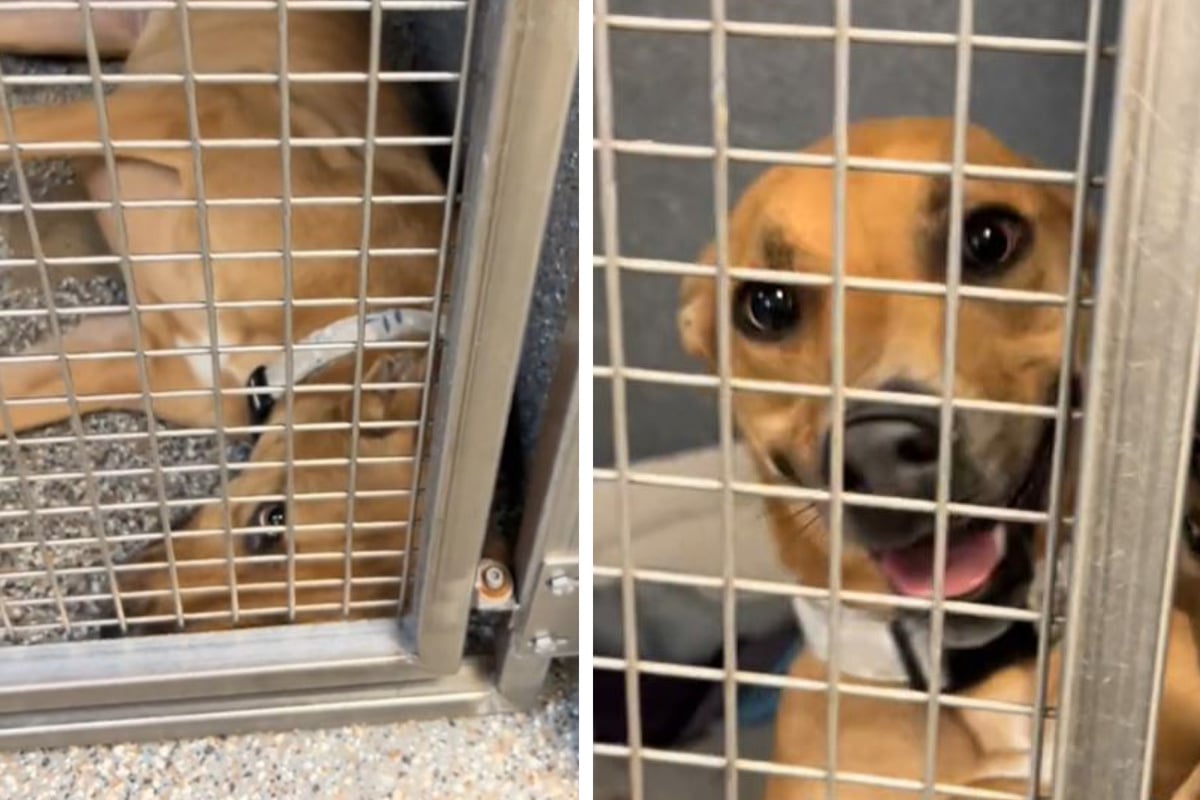 Escape artist dog gets returned to shelter twice and lights up TikTok