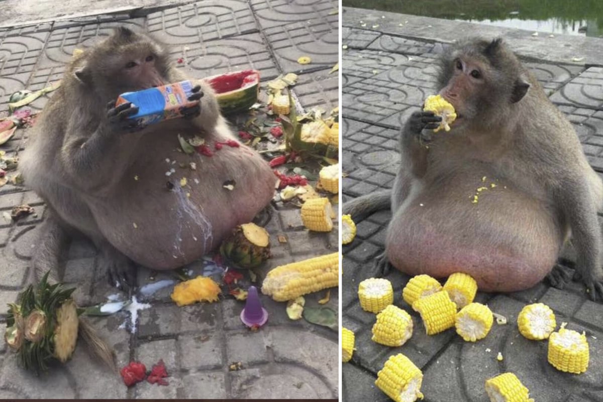 Trauriges Schicksal um diesen Affen? Fans in Sorge um "Uncle Fatty"