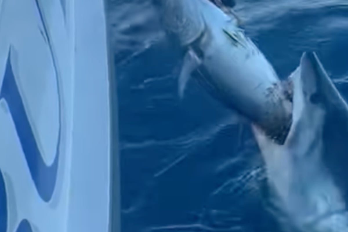 Fisherman and shark fight over tuna – but who wins the catch?