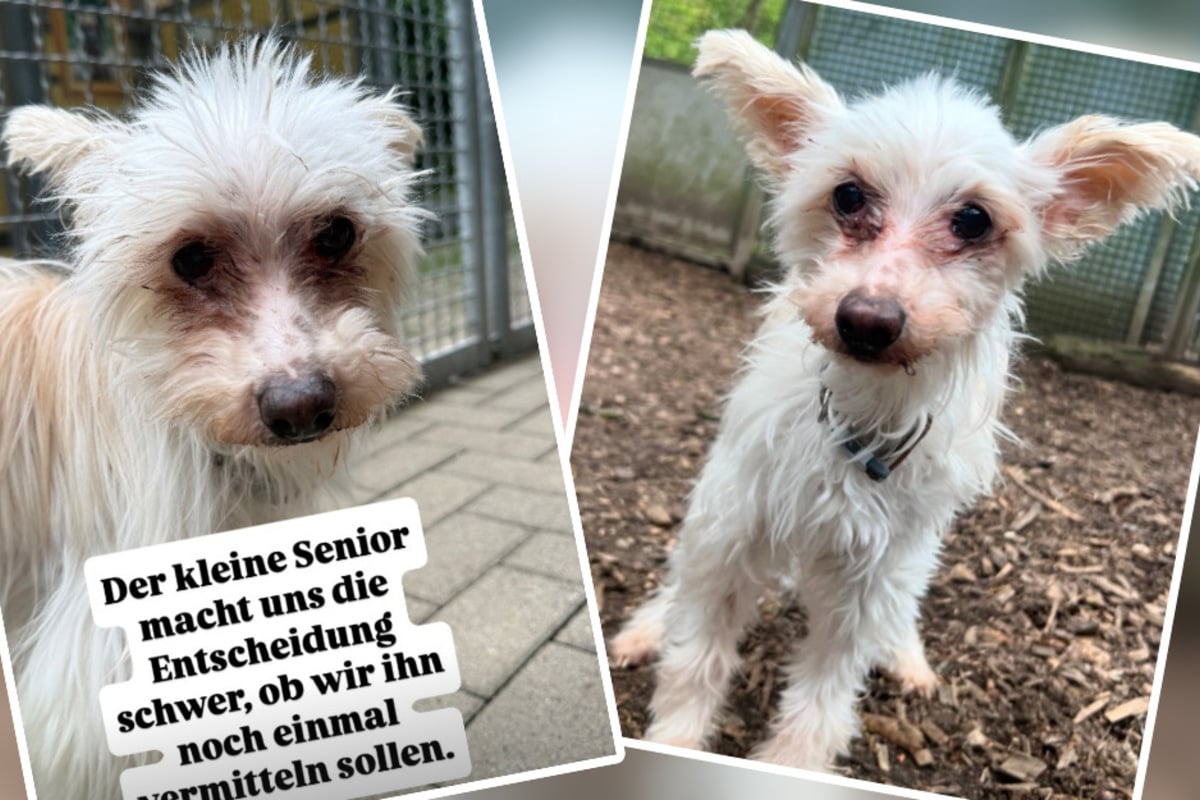 Tierheim steckt bei Hund Alfie mit Augenentzündung und Po-Problem in emotionaler Zwickmühle