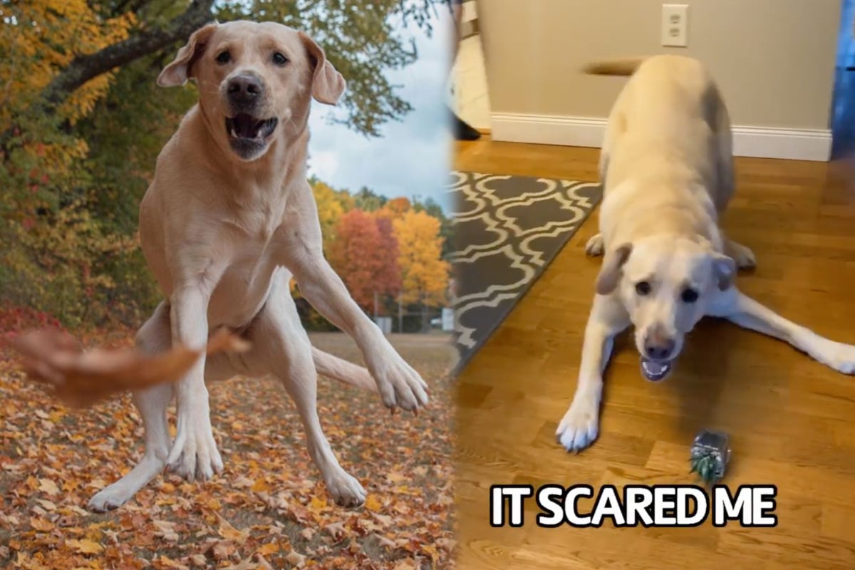 Dog freaks out over every little thing and Instagram loves him for it