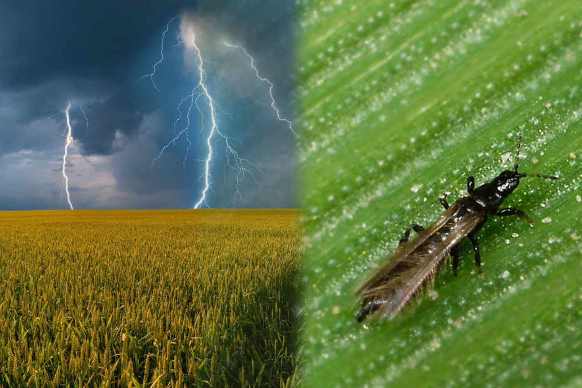 Experte klärt für WetterOnline: Gewittertierchen fliegen bei Gewitter ...