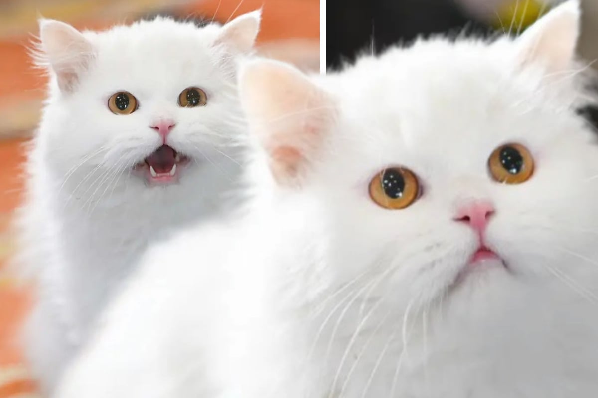 Perser gefunden und geschoren: Gibt es ein Happy End für den süßen Kater?