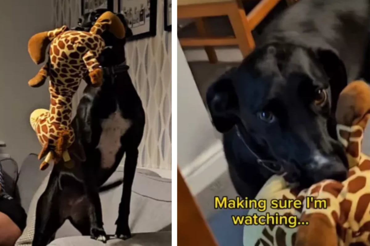 Dog's adorable obsession with toys could have heartbreaking origin