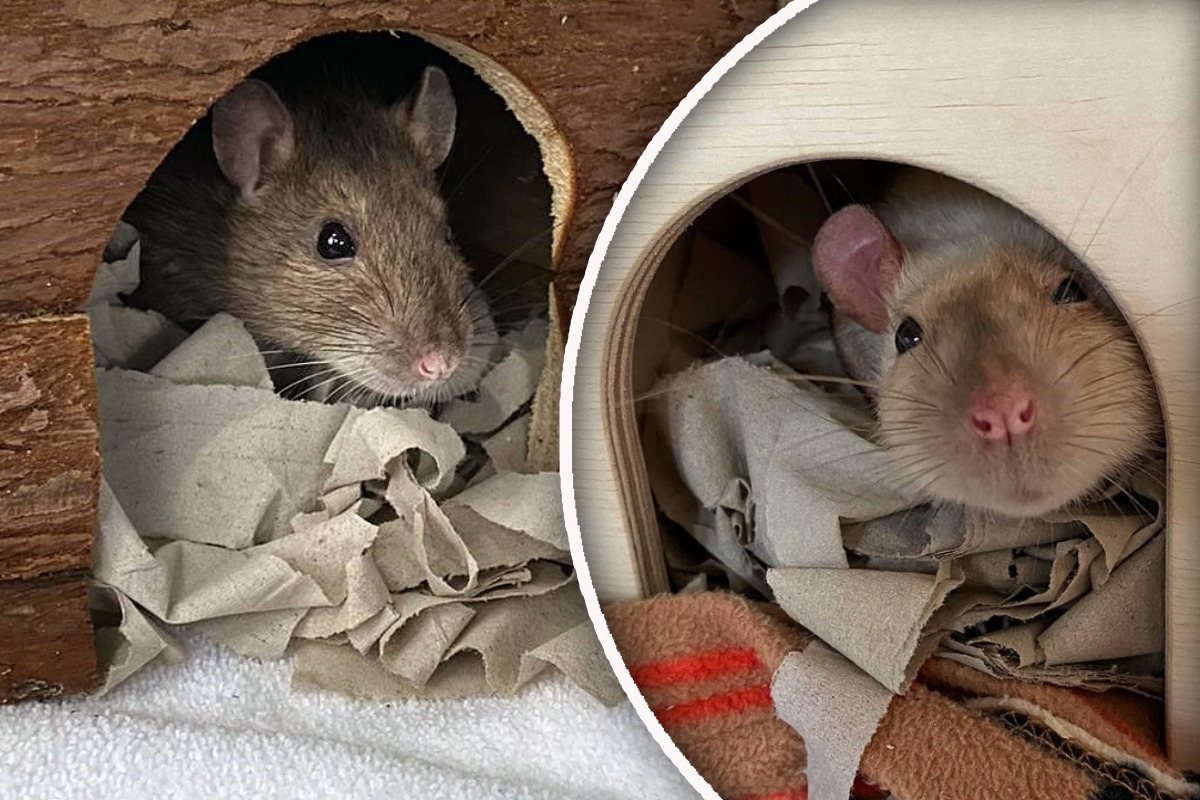 Eine Ratte als Haustier? Diese Dauersitzer im Tierheim hoffen auf ein ...
