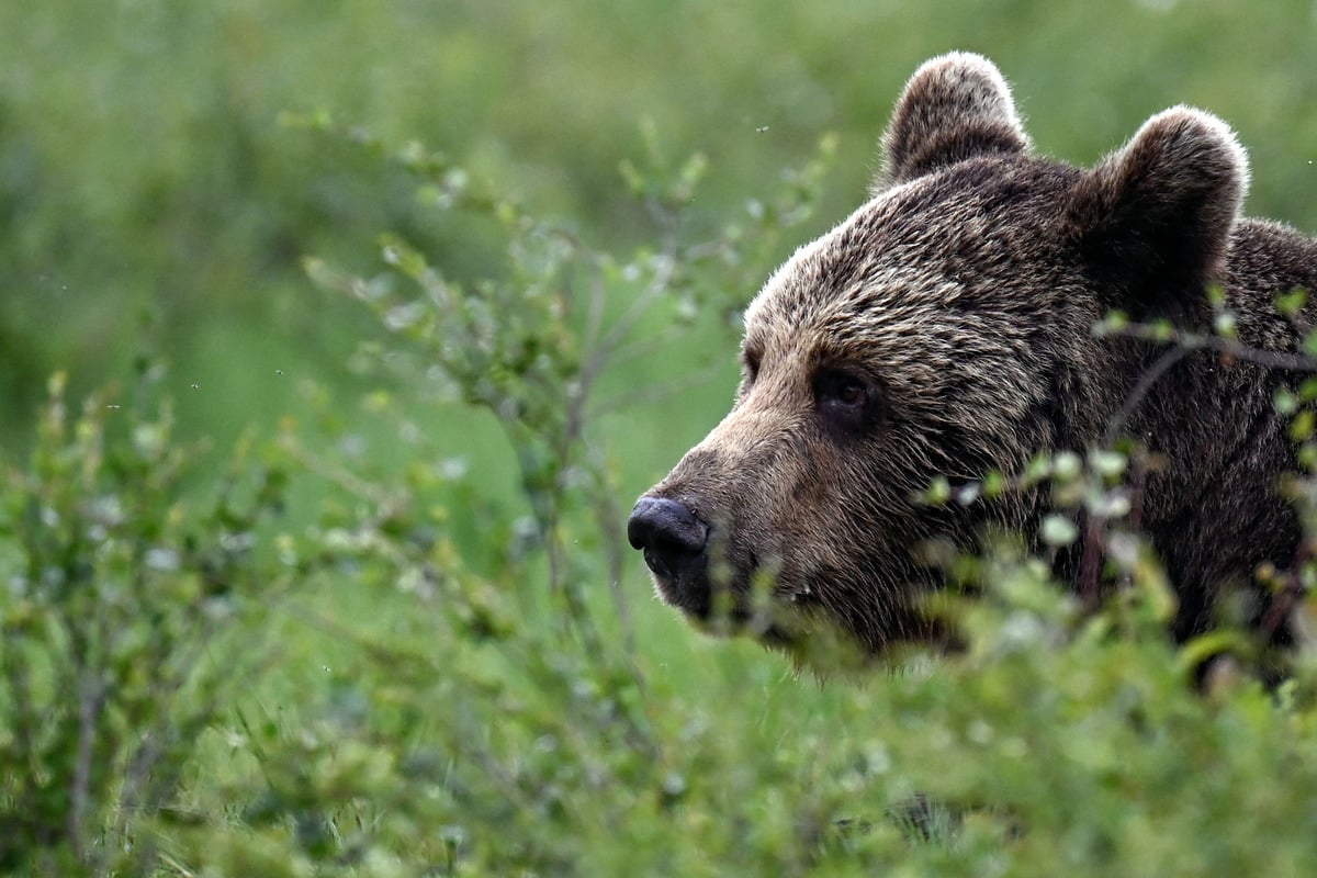 Bear attacks woman outside home for people with disabilities