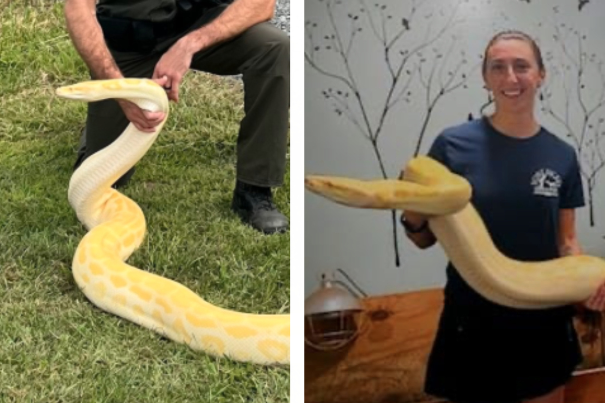 Python in der Nachbarschaft - Polizei beschlagnahmt illegal gehaltene ...